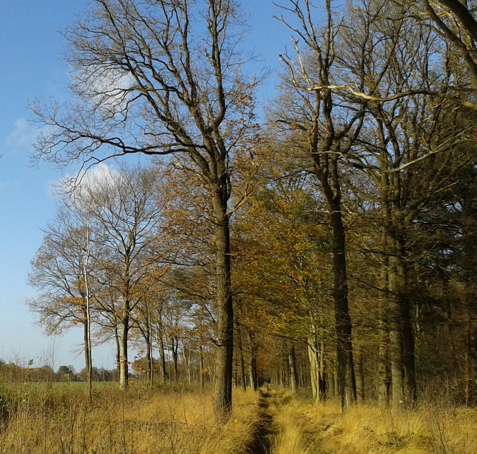 Et aeventuur van Jan de Bosfluiter, Sjoukje Oosterloo – StellingPlus.nl